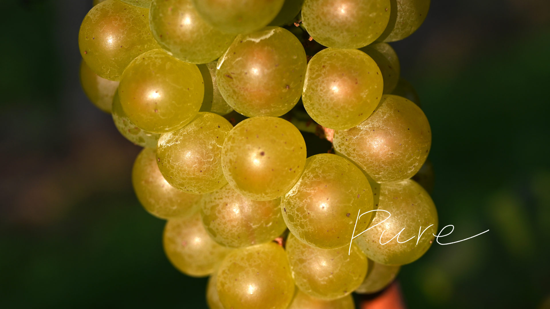 MARO Wines | JAPAN WineGrowers